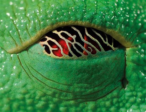 1512 Best Tree Frog Images On Pholder Frogs Nature Is Fucking Lit