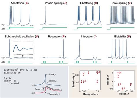 Diversity Of Neural Response Patterns As Illustrated In The Top Row Download Scientific
