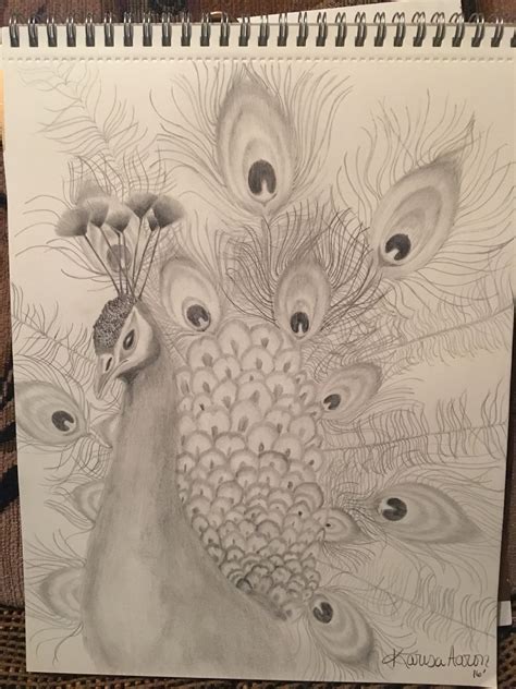 Peacock Line Art Sketch