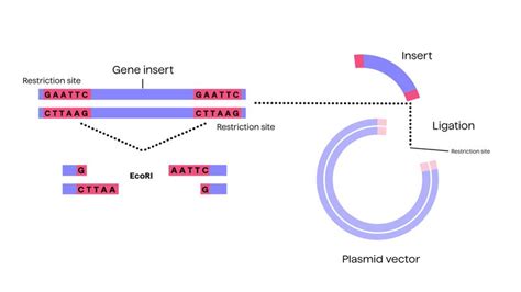 Cloning Techniques In Antibody Discovery And Engineering