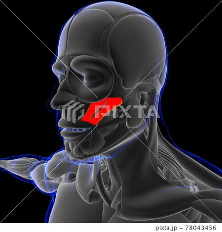 Zygomaticus Major And Minor Muscles