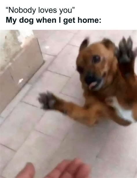 43 Funny Animal Memes As Shared By This Facebook Page Bored Panda