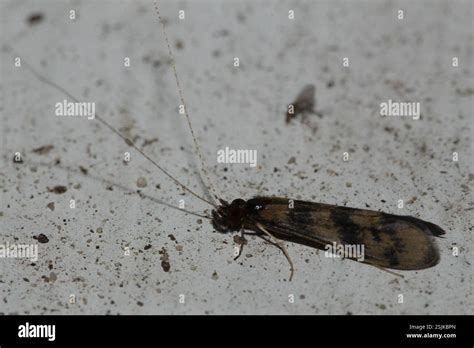 Grousewing Caddisfly Mystacides Longicornis Insecta 8400 Ebeltoft