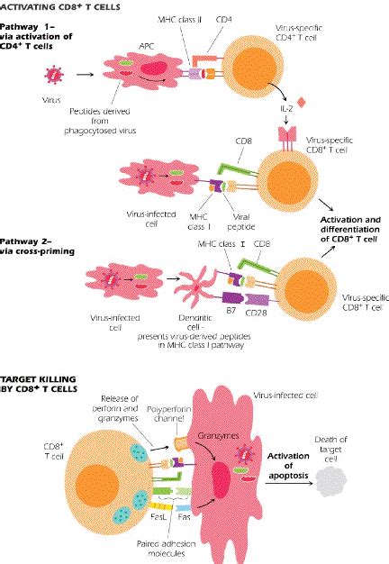 Chapter 10 Activation And Function Of T And B Cells Medical Technology Medical Science Medical