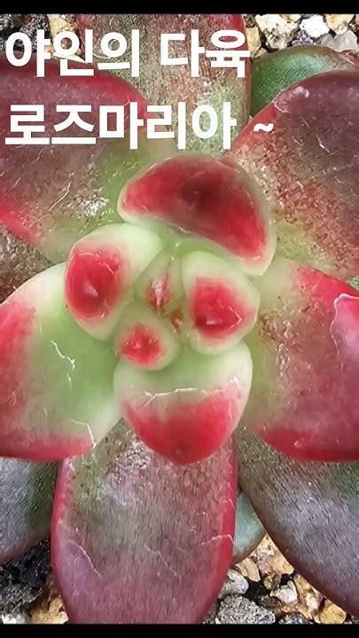역시 엄지척 👍 ~ 즐 ~ 저녁시간 되세요 ~ 마이진 파종이 실생 다육 다유기 다육이 다육식물 반려식물 다육판매