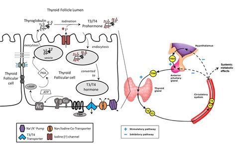 Solved The Pathway For Thyroid Hormone T3 T4 Production By