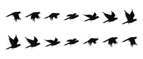 Premium Vector Set Of Crow Flying Cycle Black Sequences Flying Raven