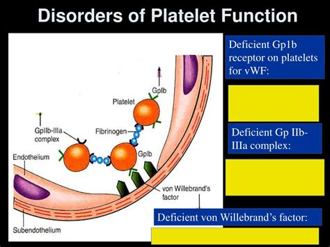 PPT First Foundations In Pathology Part 4 Hemodynamic Disorders
