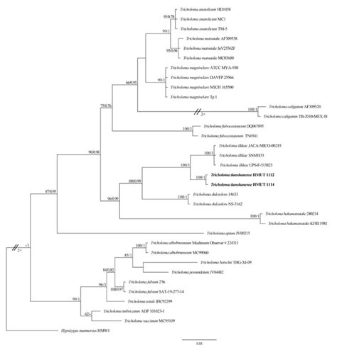 phylogram generated from bayesian analysis based on internal
