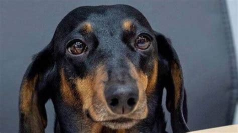 The 16 Funniest Dachshund Memes The Dogman