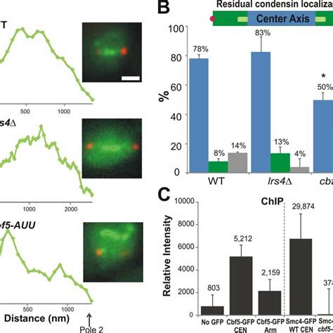 Depletion Of Monopolin And Cbf5 Disrupt Kinetochore Clustering A And Download Scientific