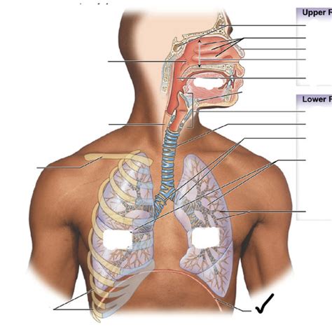 BIOL 4 Human Anatomy Lecture 24 The Respiratory System Review Visuals