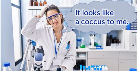 Why Are Gram Negative Bacteria Mostly Rods Exploring Cocci And Rods In