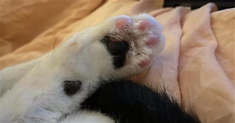 Beans Album On Imgur