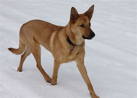 Chinook Temperament Lifespan Shedding Puppy