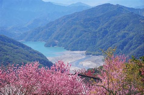 2024南投賞櫻景點星嵐拉麵1週開3天山間小木屋爆炸櫻花海美翻 食尚玩家
