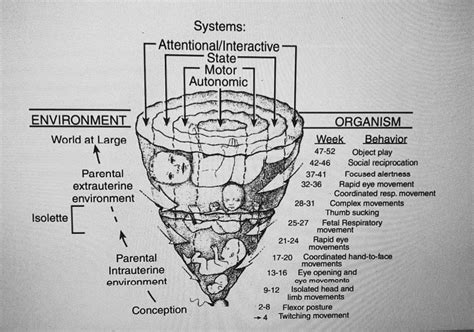 Navigating The Nicu World And Role Of Occupational Therapy By Theraspot Medium