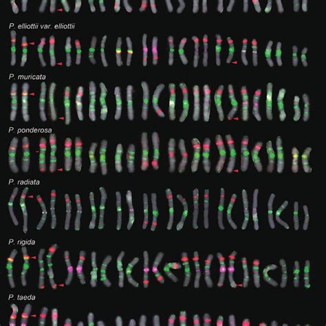 Fish Karyotype Of Species Of Karyotype Group D Red Signals 35s Rdna