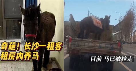 租客告知養寵物 房東開門驚見「一匹馬」超崩潰：房間變垃圾場結局曝光了 生活 Ctwant