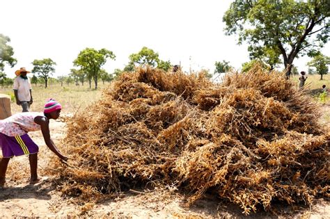 Soybeans Threshing Welcome To Puzuri