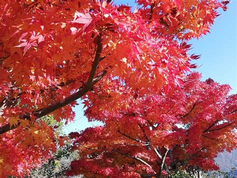 日本庭園 山梨県富士川クラフトパーク