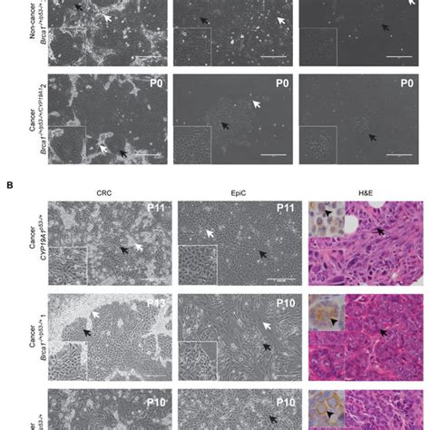 Cultured Primary Mammary Epithelial Cells Were Derived From Mammary