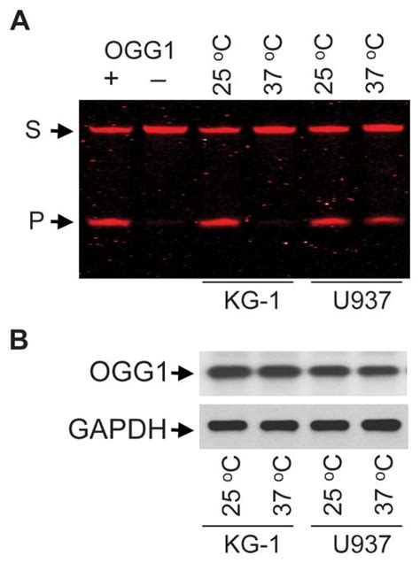 Activation Of Cellular Signaling By 8 Oxoguanine Dna Glycosylase 1