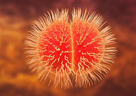 Cdc Warns Of Rise In Invasive Meningococcal Disease North Carolina Medical Society