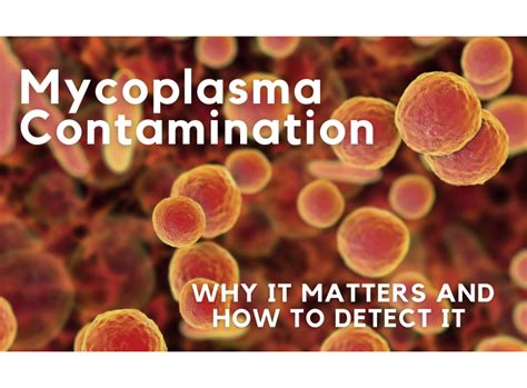 Mycoplasma Contamination Why It Matters And How To Detect It