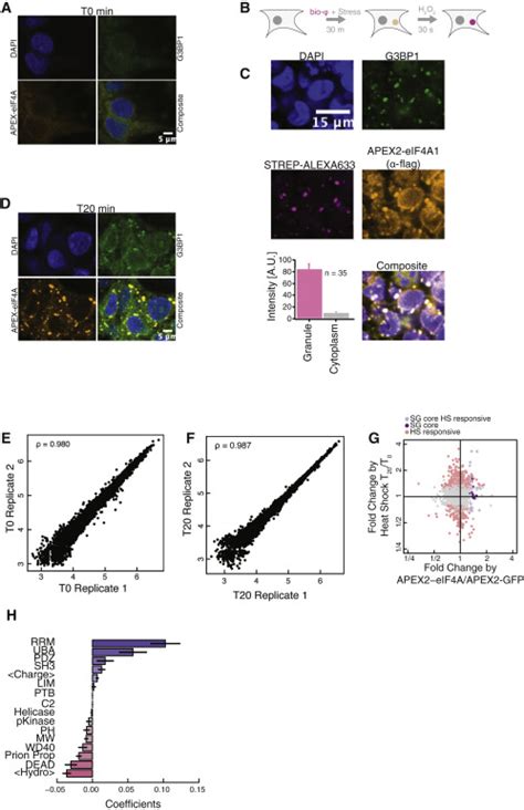 Proximity Rna Labeling By Apex Seq Reveals The Organization Of