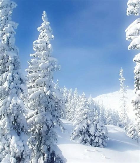 Winter Forest Cross Stitch Pattern Cross Stitch Pattern Counted Cross