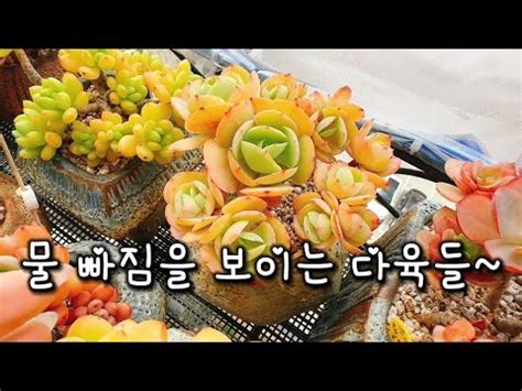 24 04 22비와 햇 살 부족 살짝씩 물빠지는 다육들 YouTube