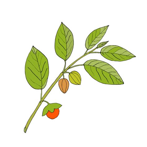 6 Brain Tonics In Ayurveda Super Herbs For Mental Clarity Rootbabes