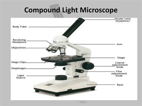 Ppt Microscope Powerpoint Presentation Free Download Id2685508