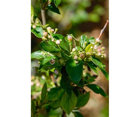 Colorado Springs Utilities Xeriscaping Peking Cotoneaster