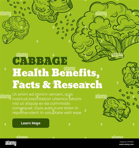Cabbage Health Benefits Facts And Researches Stock Vector Image And Art