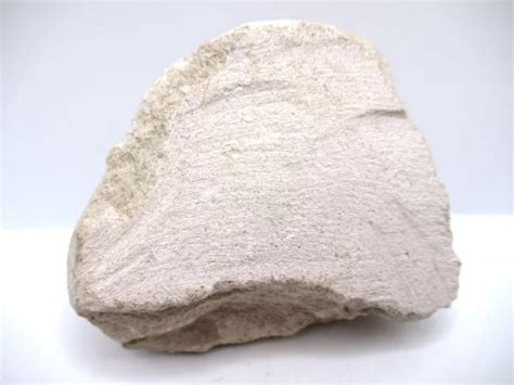 Euomphalus Latus Gastropod Iowa 4 Fossils For Sale