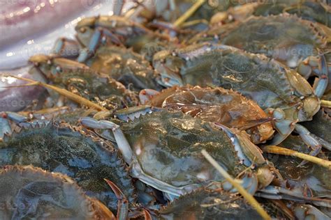 New York Chinatown Fish Market Stock Photo At Vecteezy