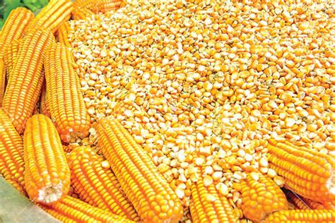 Initiative To Overcome Challenges For Quality Protein Maize Output