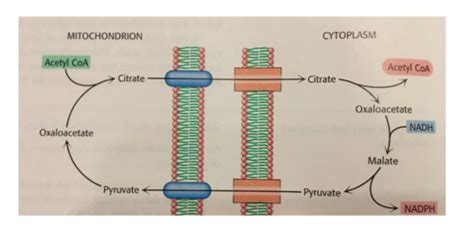 Fatty Acid Synthesis Biochem Test 3 Flashcards Quizlet