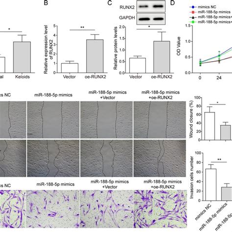 Runx2 Overexpression Reverses The Effectiveness Of Mir 188 5p