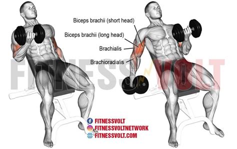 How To Do The Dumbbell Incline Curl For Stronger Arms Fitness Volt