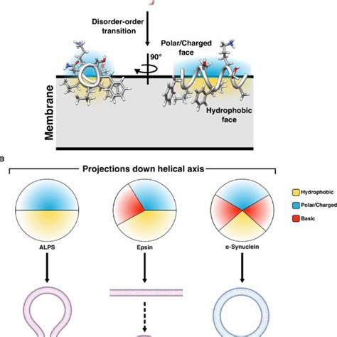 Pdf Intrinsically Disordered Proteins And Membranes A Marriage Of Convenience For Cell
