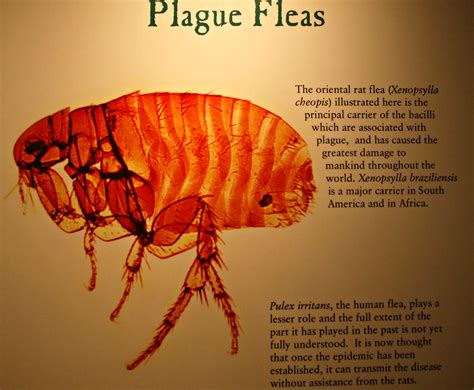 Plague Fleas Millie Thom