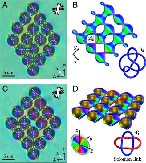 A And C Experimental λ Plate Micrographs Of Nematic Braids That Form