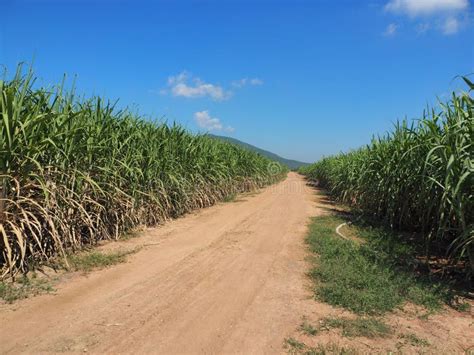Sugarcane Field At Sunrise Aerial View Or Top View Of Sugarcane Or