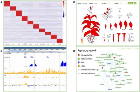 Unique Features Of Plncdb V20 A An Example Of Lncrna Expression