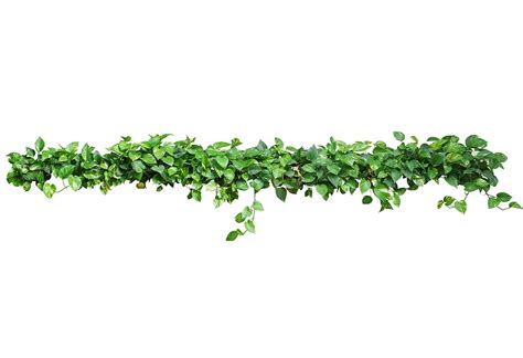 Examples Of Climbers Plants With Names At Earl Knight Blog