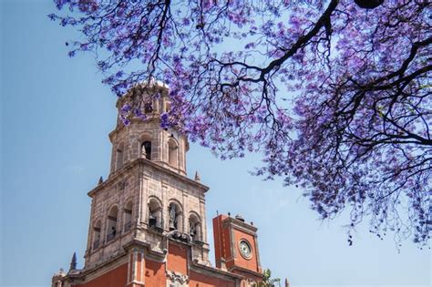 Premium Photo Jacaranda Tree And Purple Flowers In The Background The
