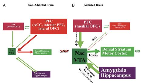 Diagram Of Cognitive Models Quizlet